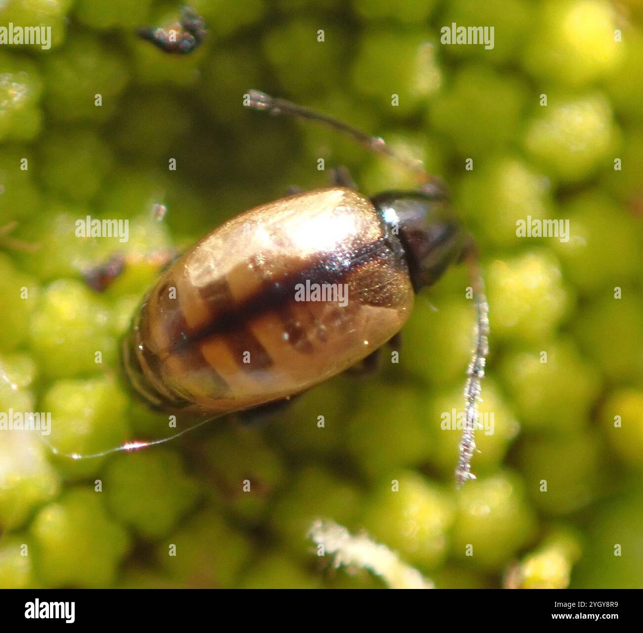 Longitarsus hi-res stock photography and images - Alamy