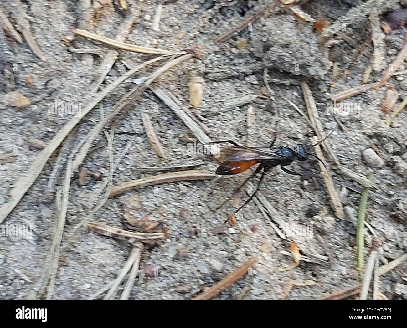 Spider Wasps (Pompilidae Stock Photo - Alamy