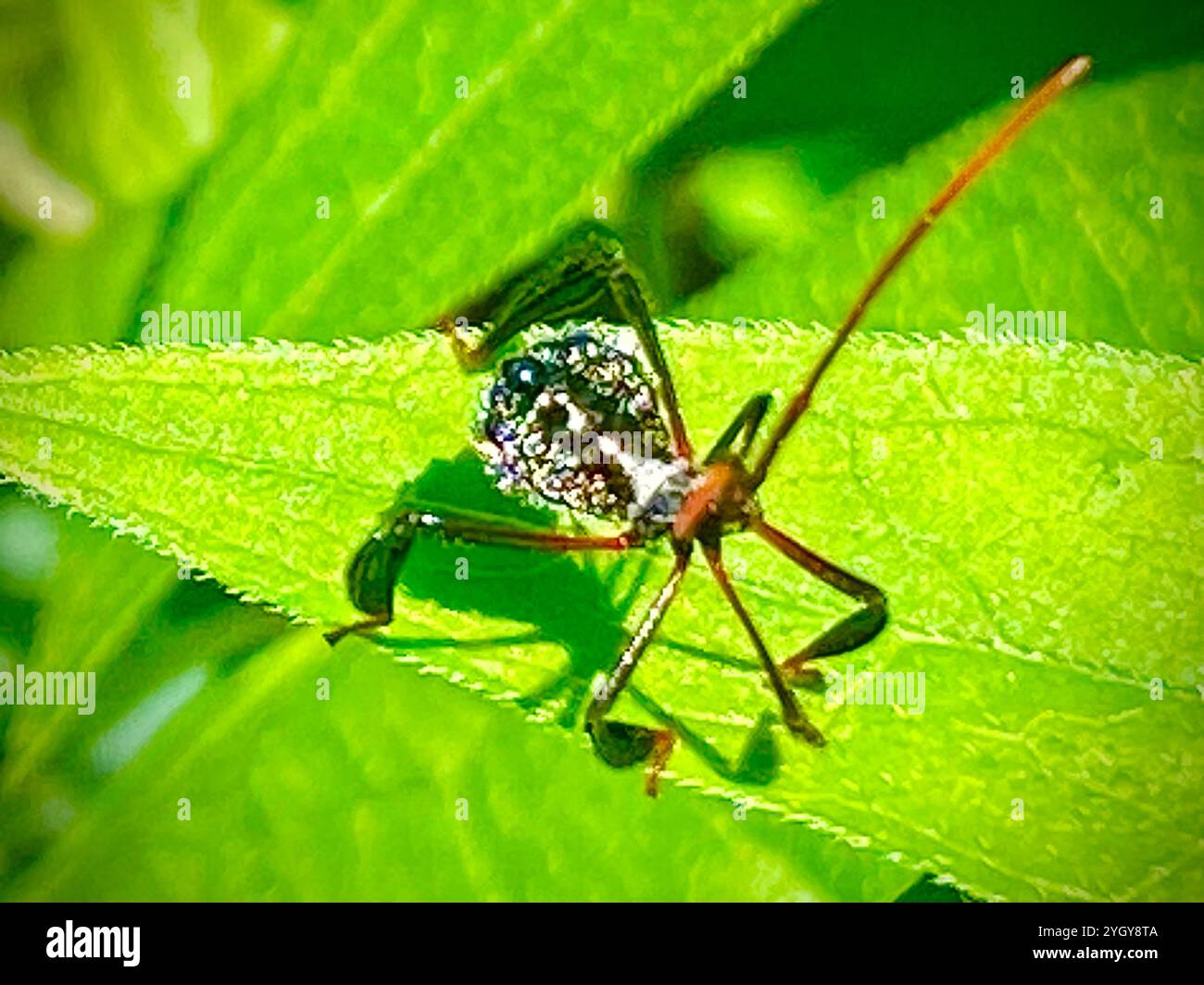 Spine-headed Bugs (Acanthocephala Stock Photo - Alamy