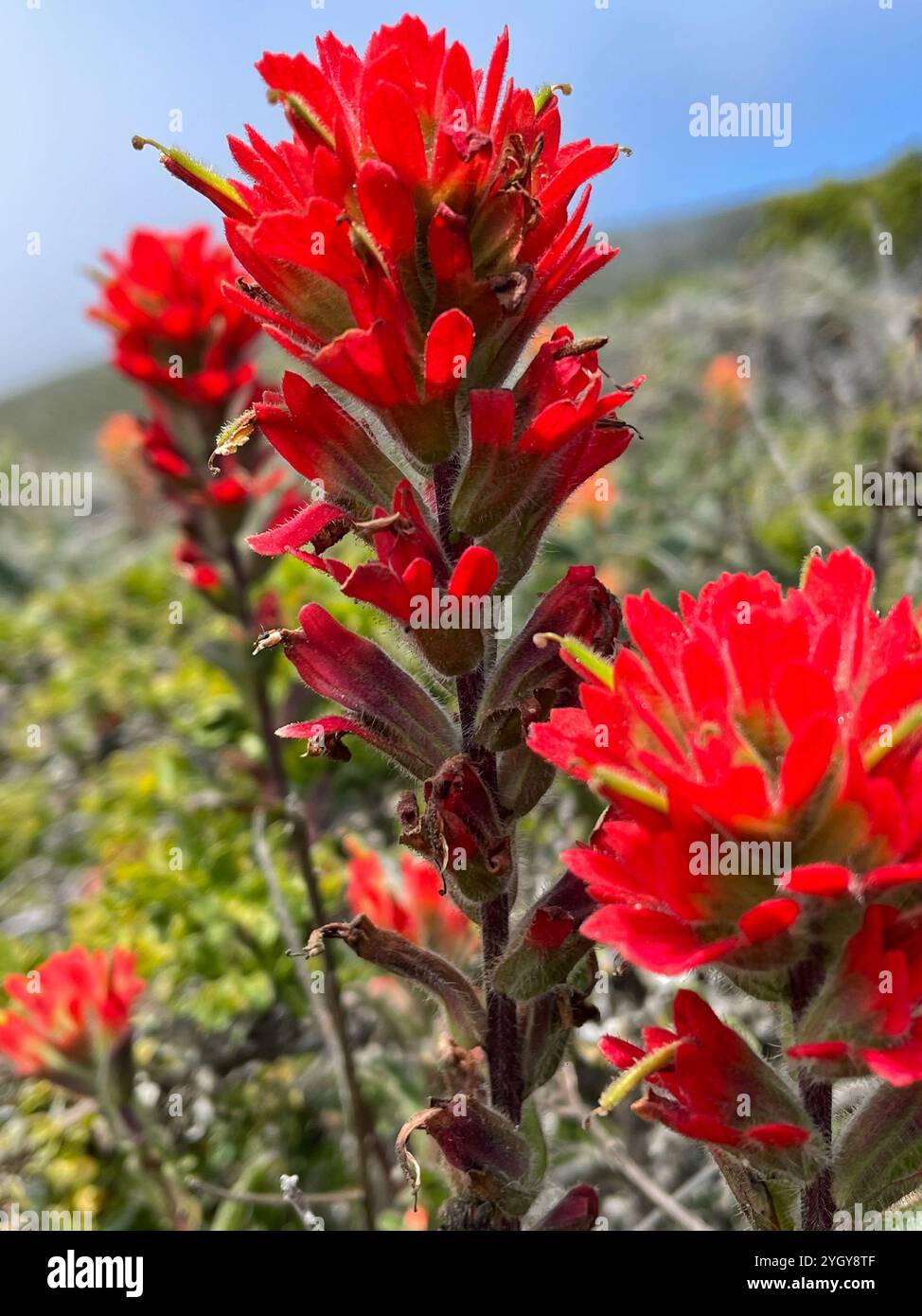 Monterey Indian Paintbrush (Castilleja latifolia Stock Photo - Alamy