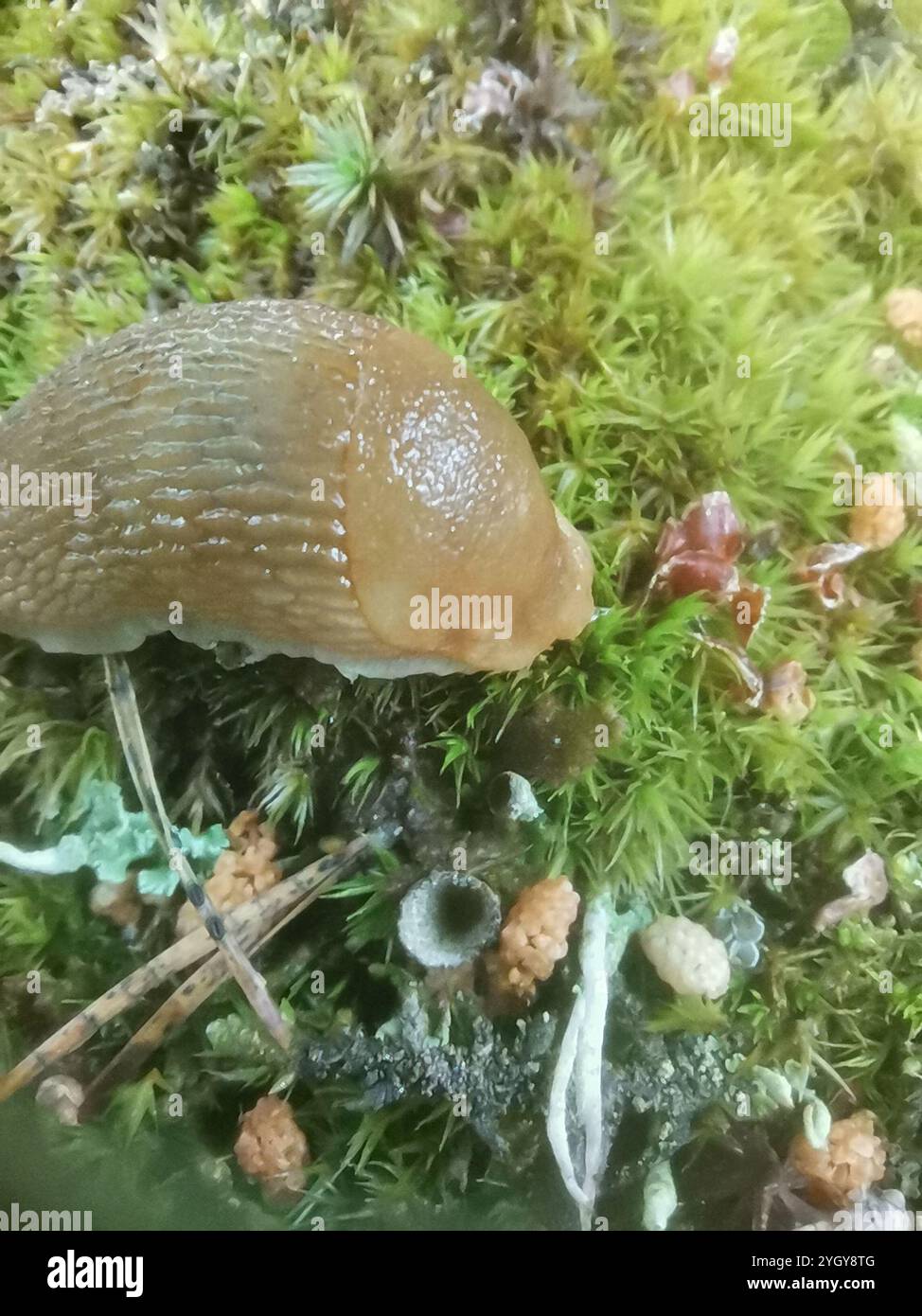 Northern Dusky Slug (Arion fuscus Stock Photo - Alamy
