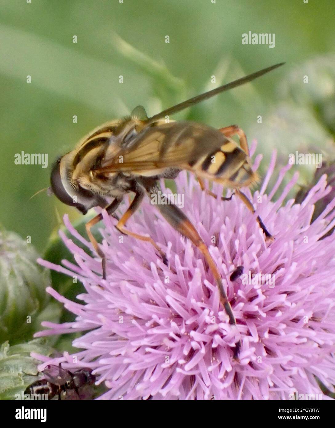 Sun Fly (Helophilus pendulus Stock Photo - Alamy