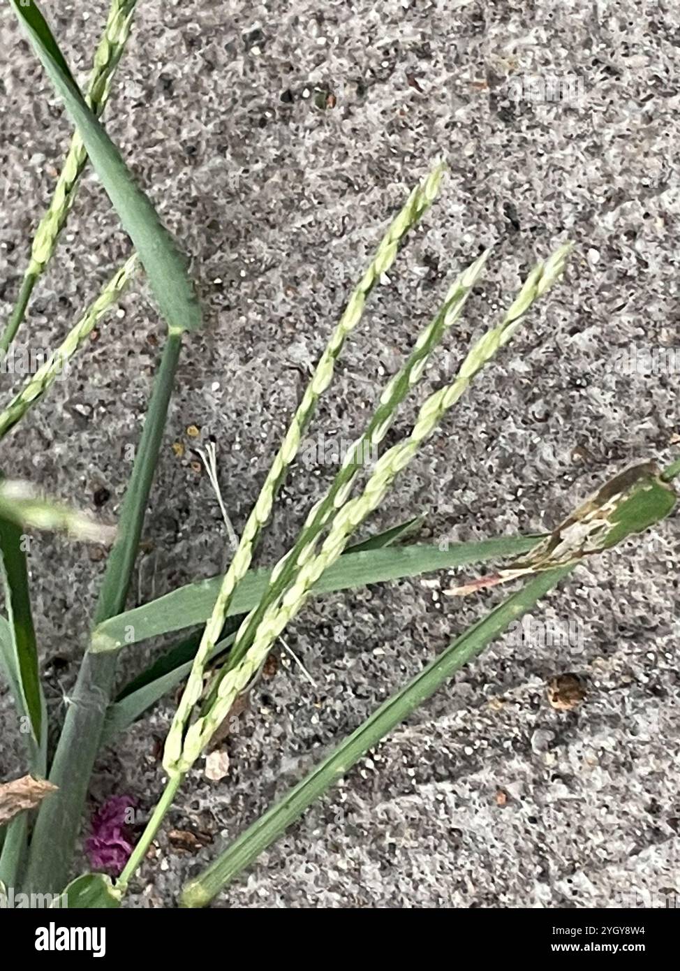 Hairy Crabgrass (Digitaria sanguinalis Stock Photo - Alamy