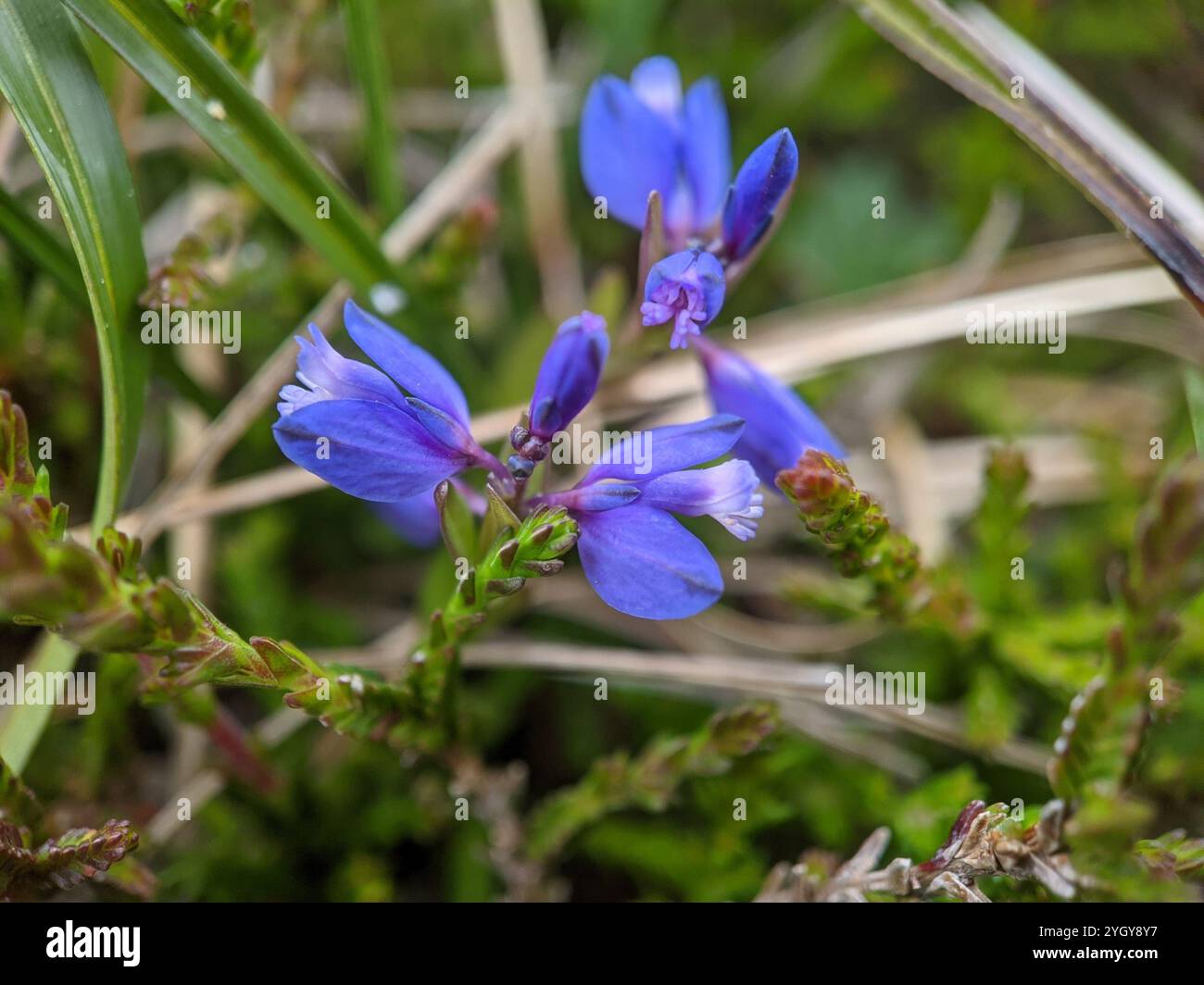 Common Milkwort (Polygala vulgaris Stock Photo - Alamy