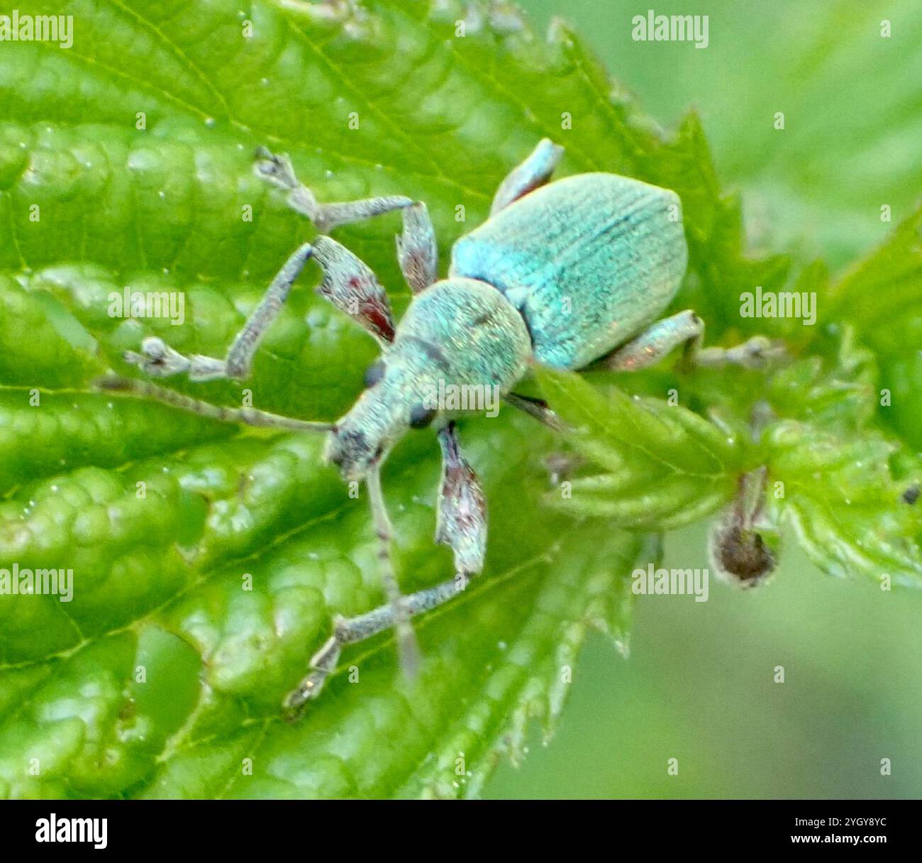 Nettle weevil (Phyllobius pomaceus Stock Photo - Alamy