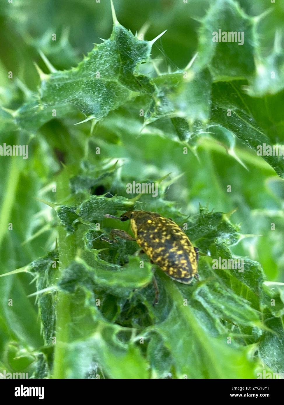 Carlinae hi-res stock photography and images - Alamy