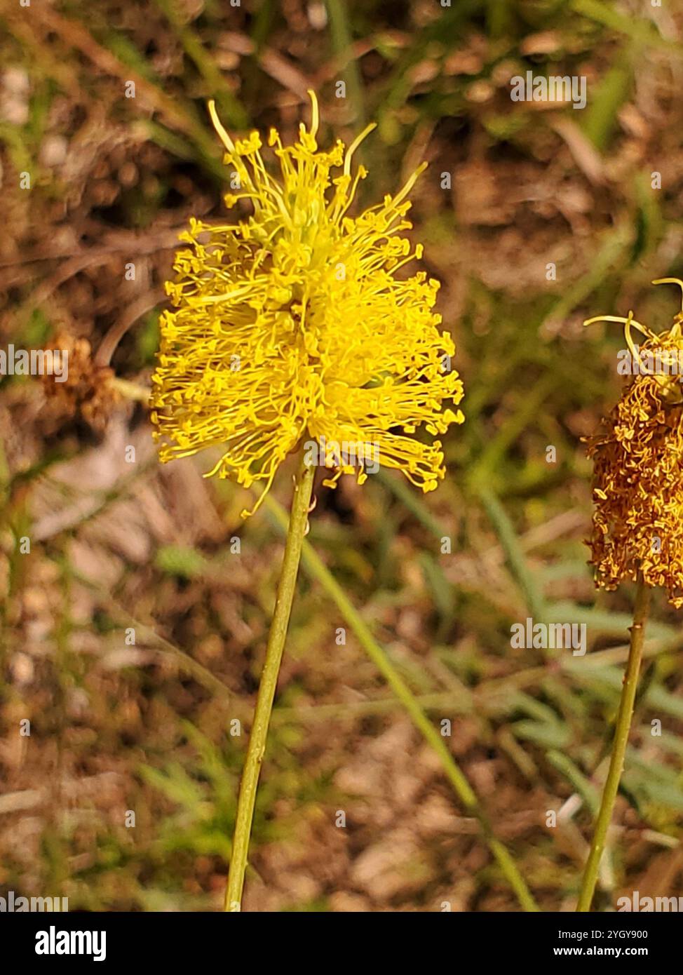 Neptunia lutea hi-res stock photography and images - Alamy