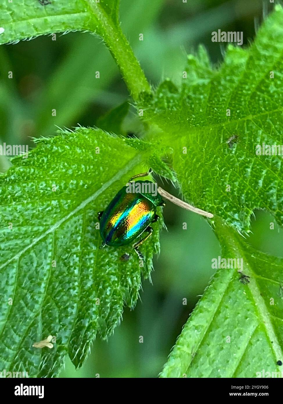 Dead-nettle Leaf Beetle (Fasta fastuosa Stock Photo - Alamy