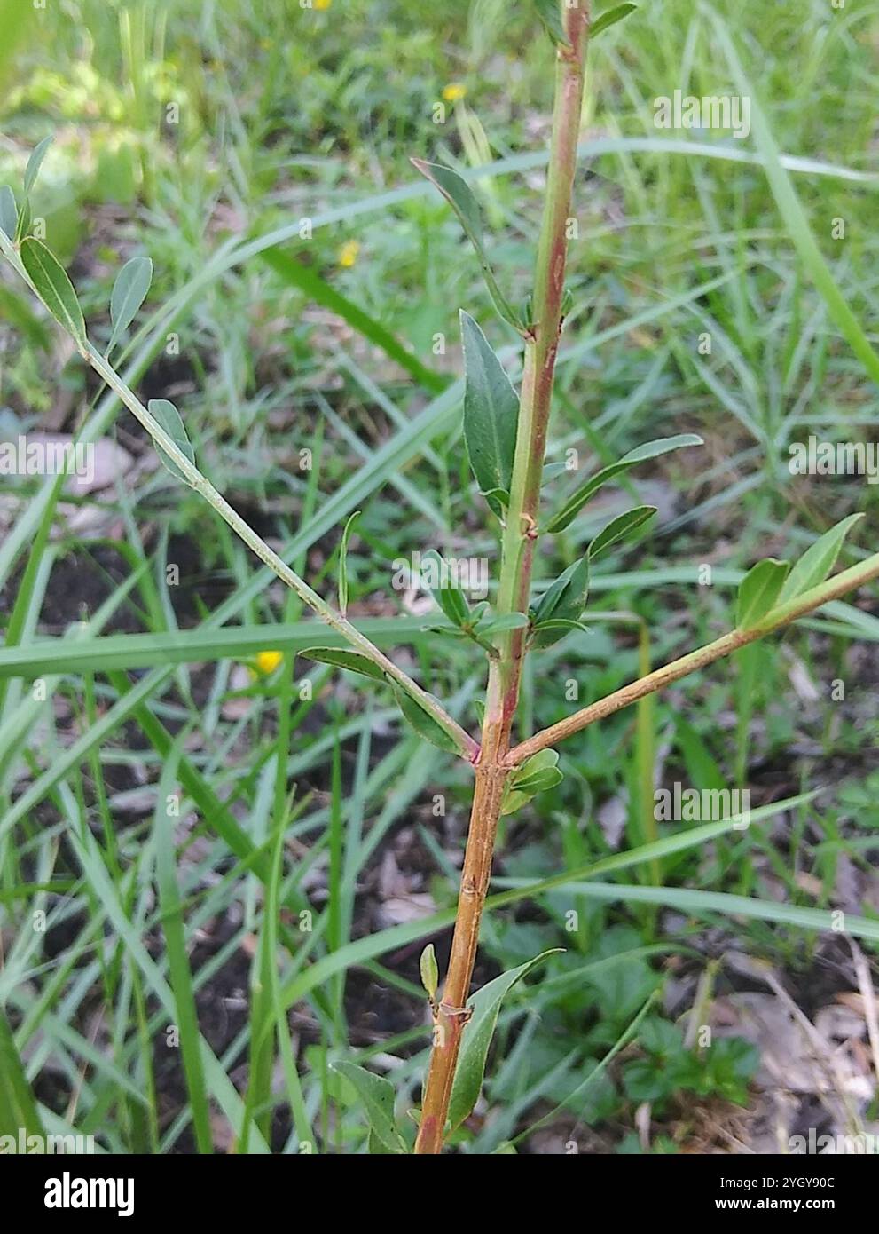 Lythrum alatum hi-res stock photography and images - Alamy