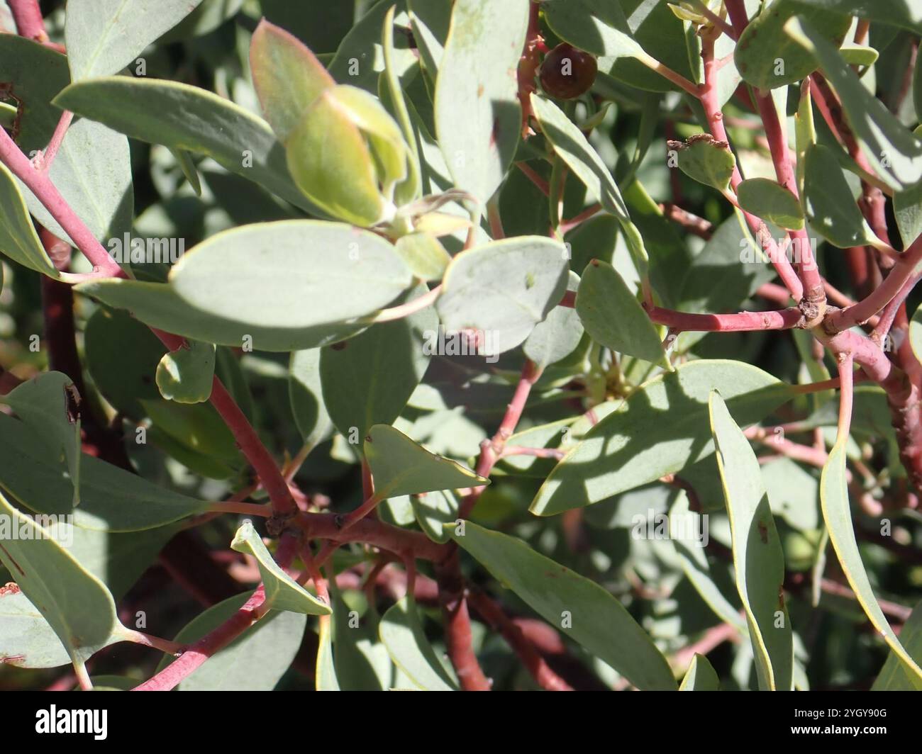 Common manzanita hi-res stock photography and images - Alamy
