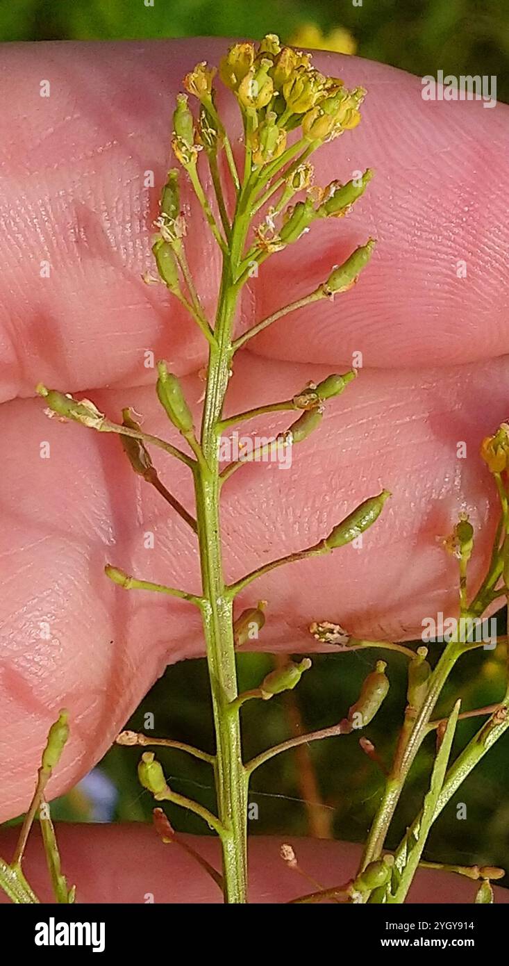 Bog Yellowcress (Rorippa palustris Stock Photo - Alamy
