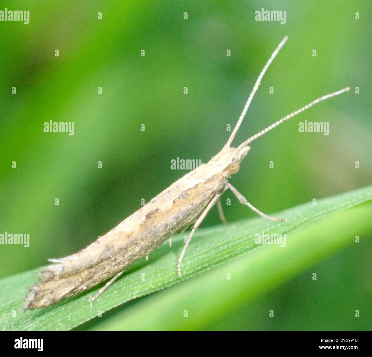 Diamondback Moth (Plutella xylostella Stock Photo - Alamy