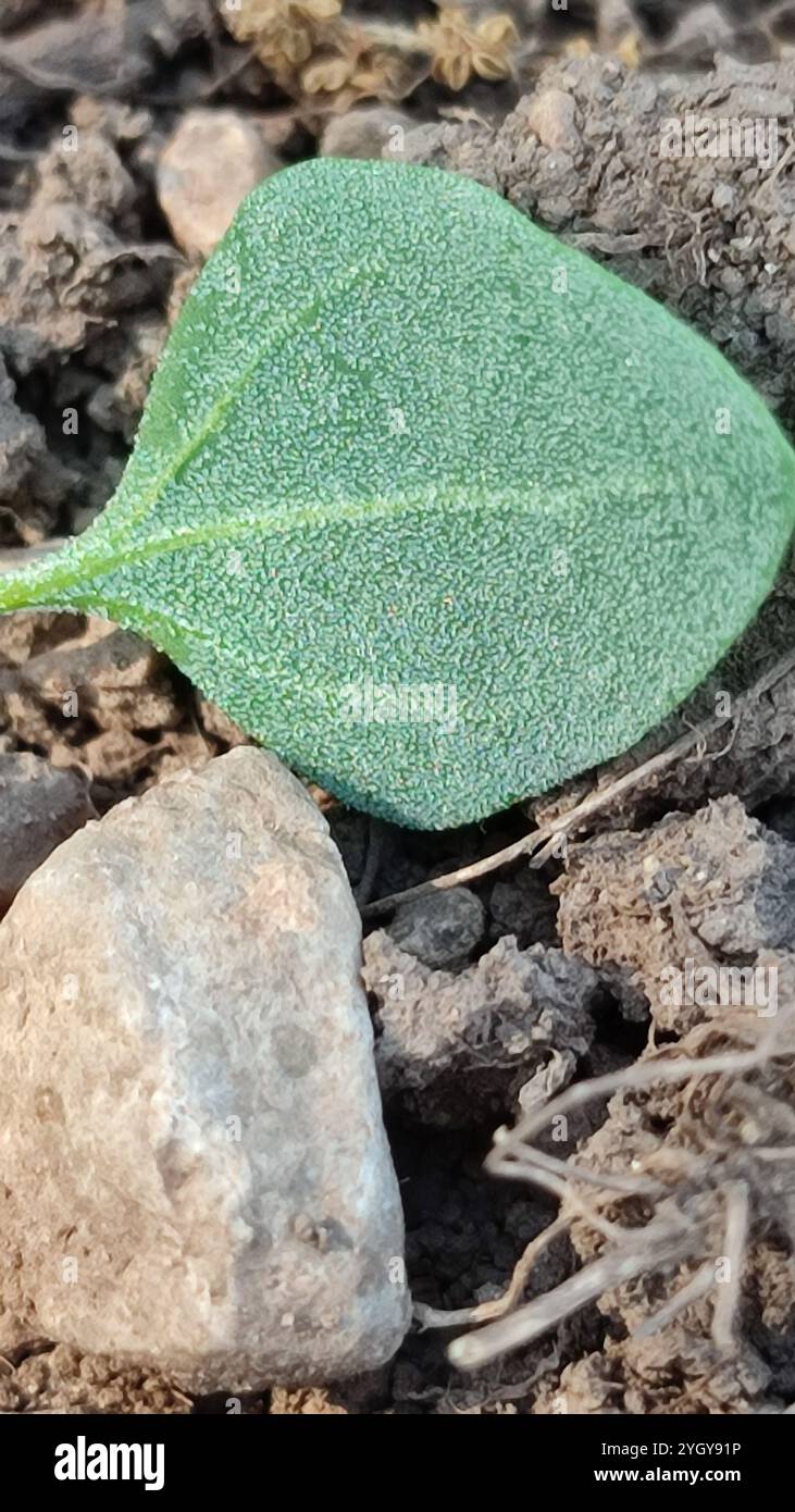 Stinking Goosefoot (Chenopodium vulvaria Stock Photo - Alamy