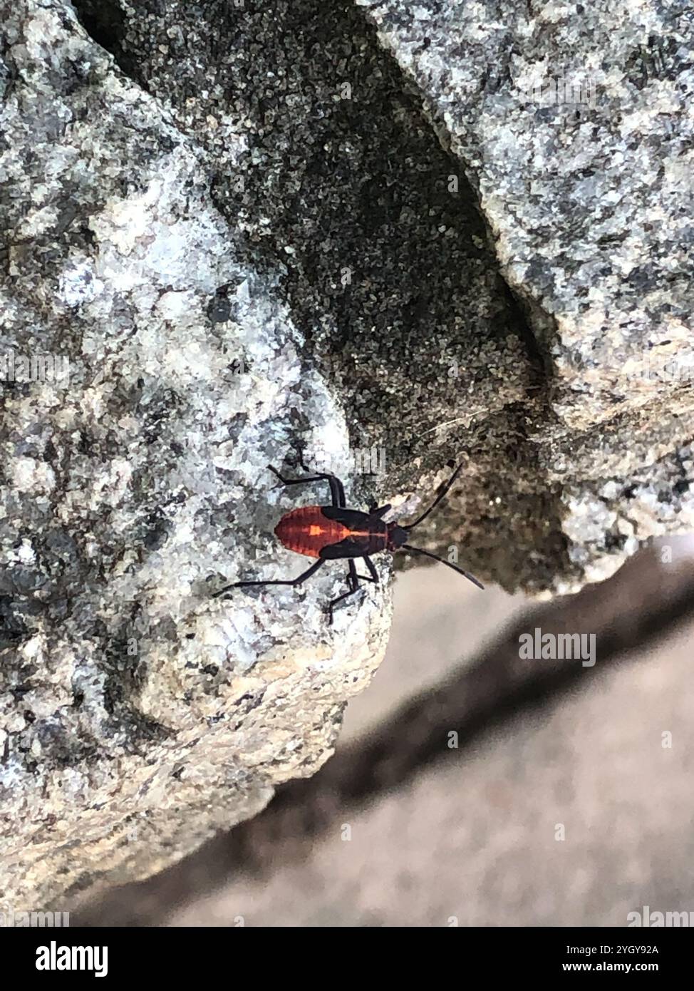 Eastern Boxelder Bug (Boisea trivittata Stock Photo - Alamy