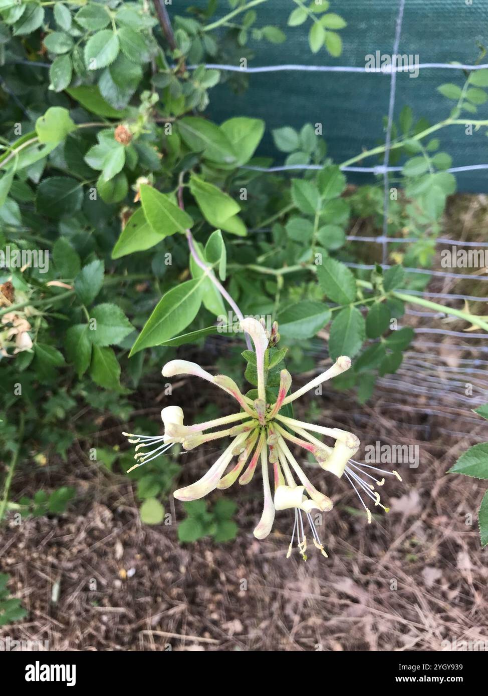 Common Honeysuckle (Lonicera periclymenum Stock Photo - Alamy