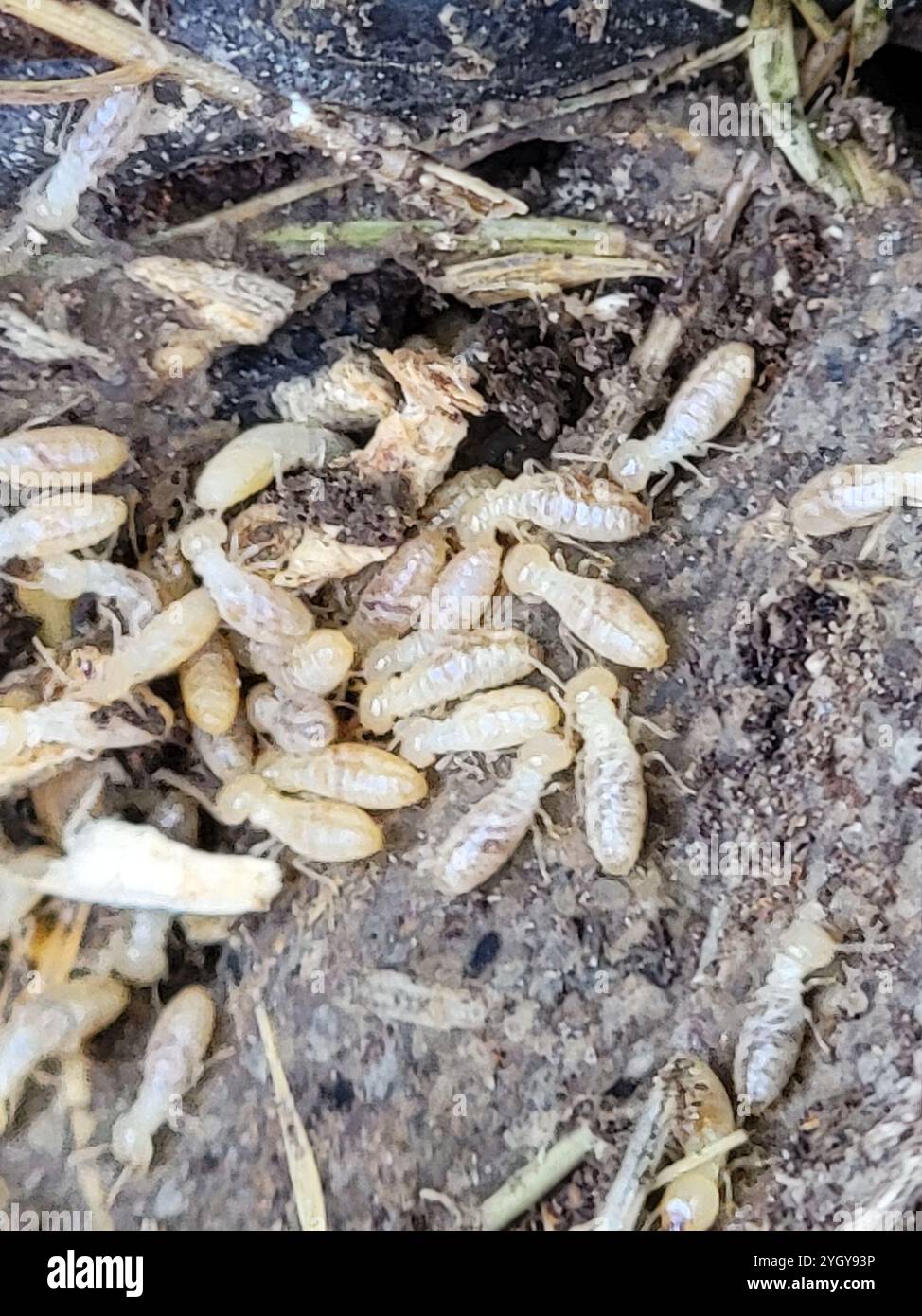 Eastern Subterranean Termite (Reticulitermes flavipes Stock Photo - Alamy