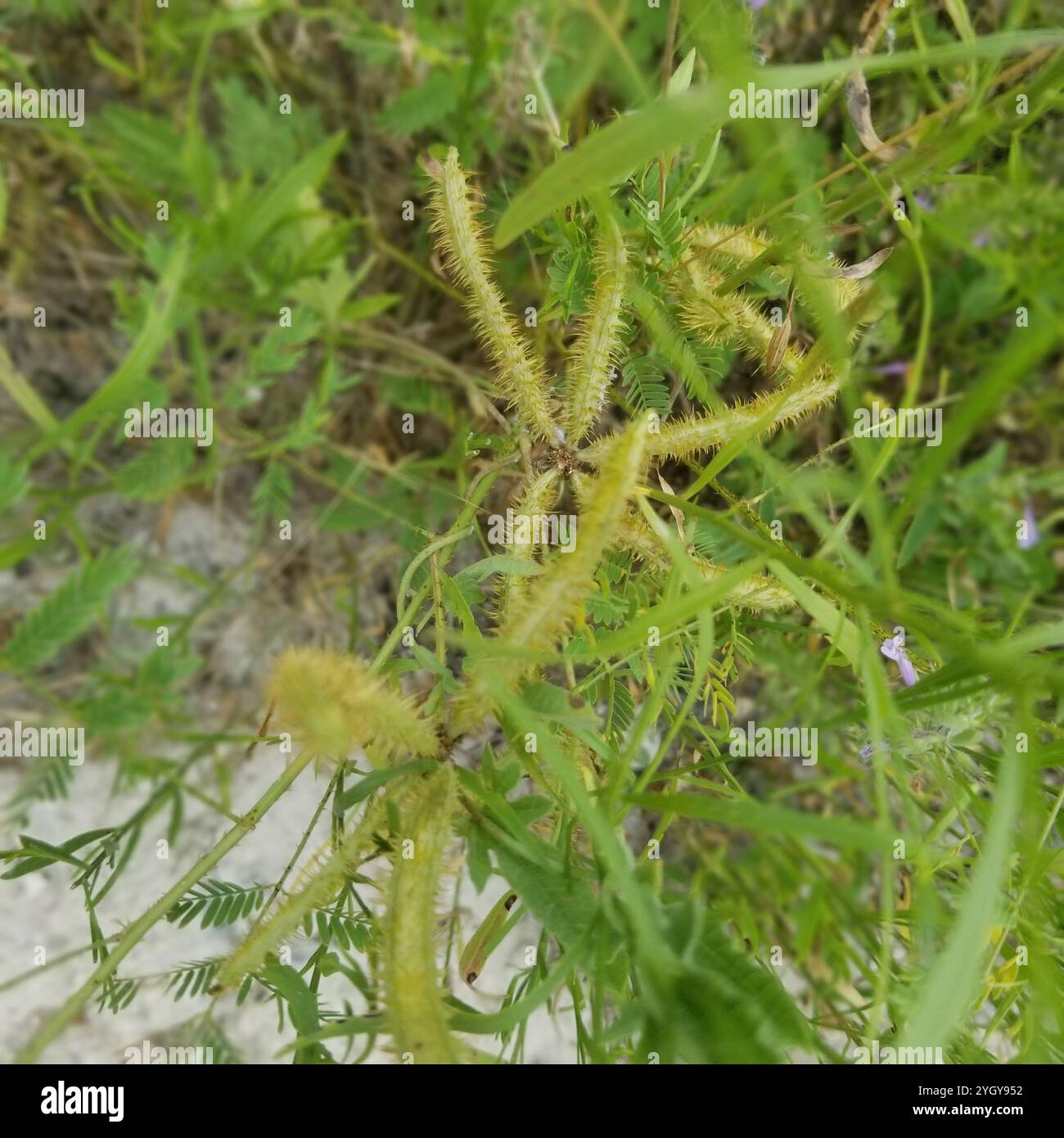 Mimosa nuttallii hi-res stock photography and images - Alamy