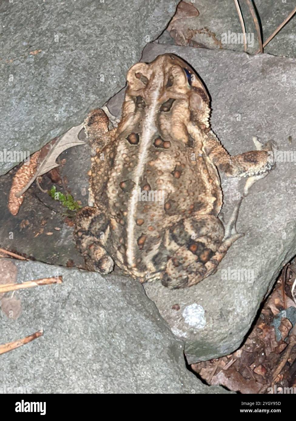 Southern Toad (Anaxyrus terrestris Stock Photo - Alamy