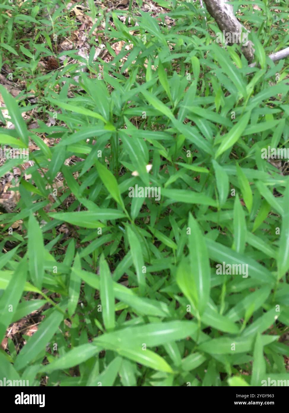 Japanese stiltgrass (Microstegium vimineum Stock Photo - Alamy