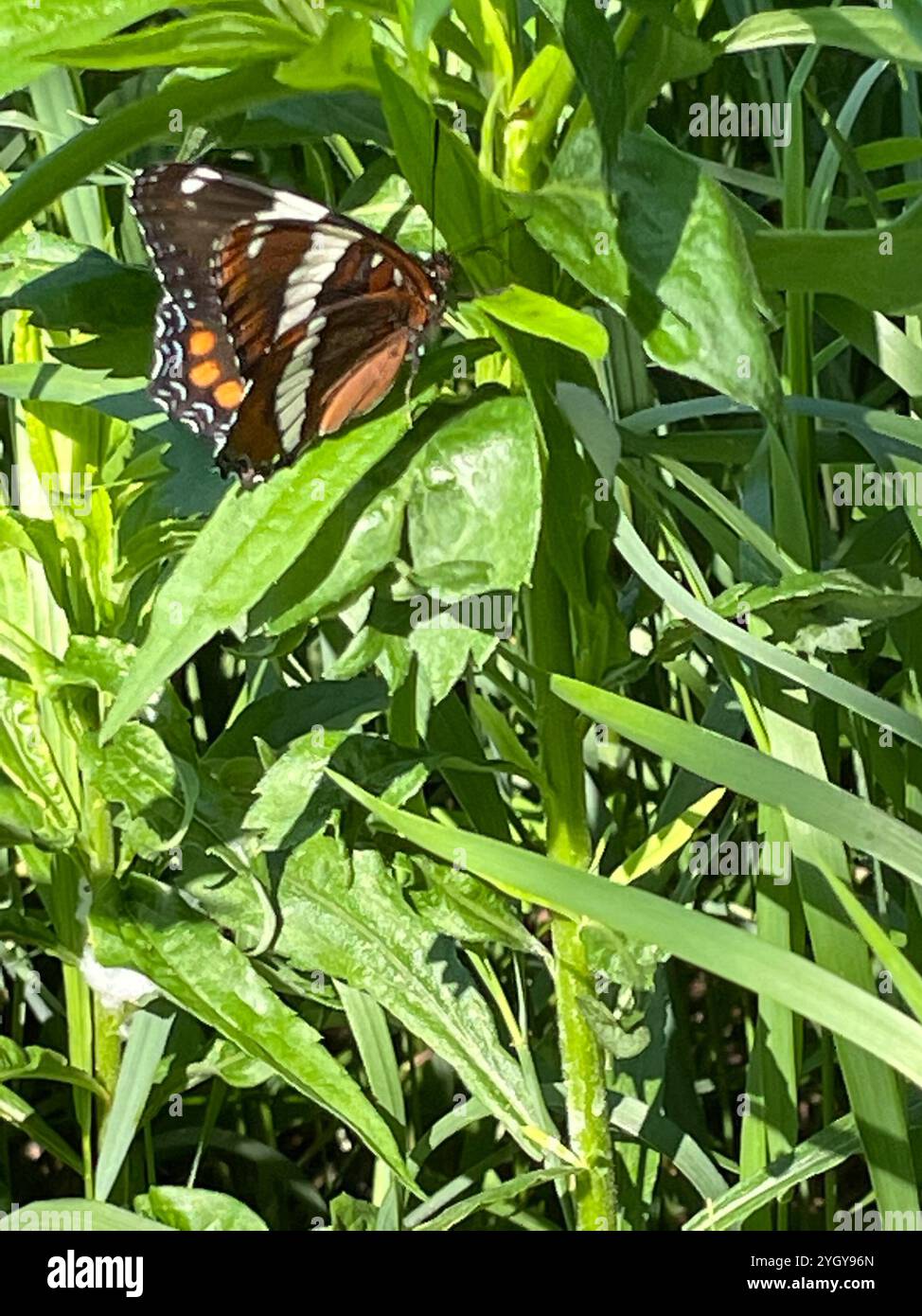 American White Admiral (Limenitis arthemis arthemis Stock Photo - Alamy