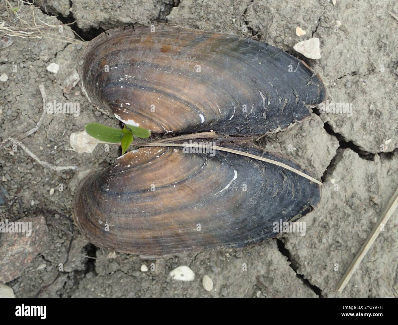 Black Sandshell (Ligumia recta Stock Photo - Alamy