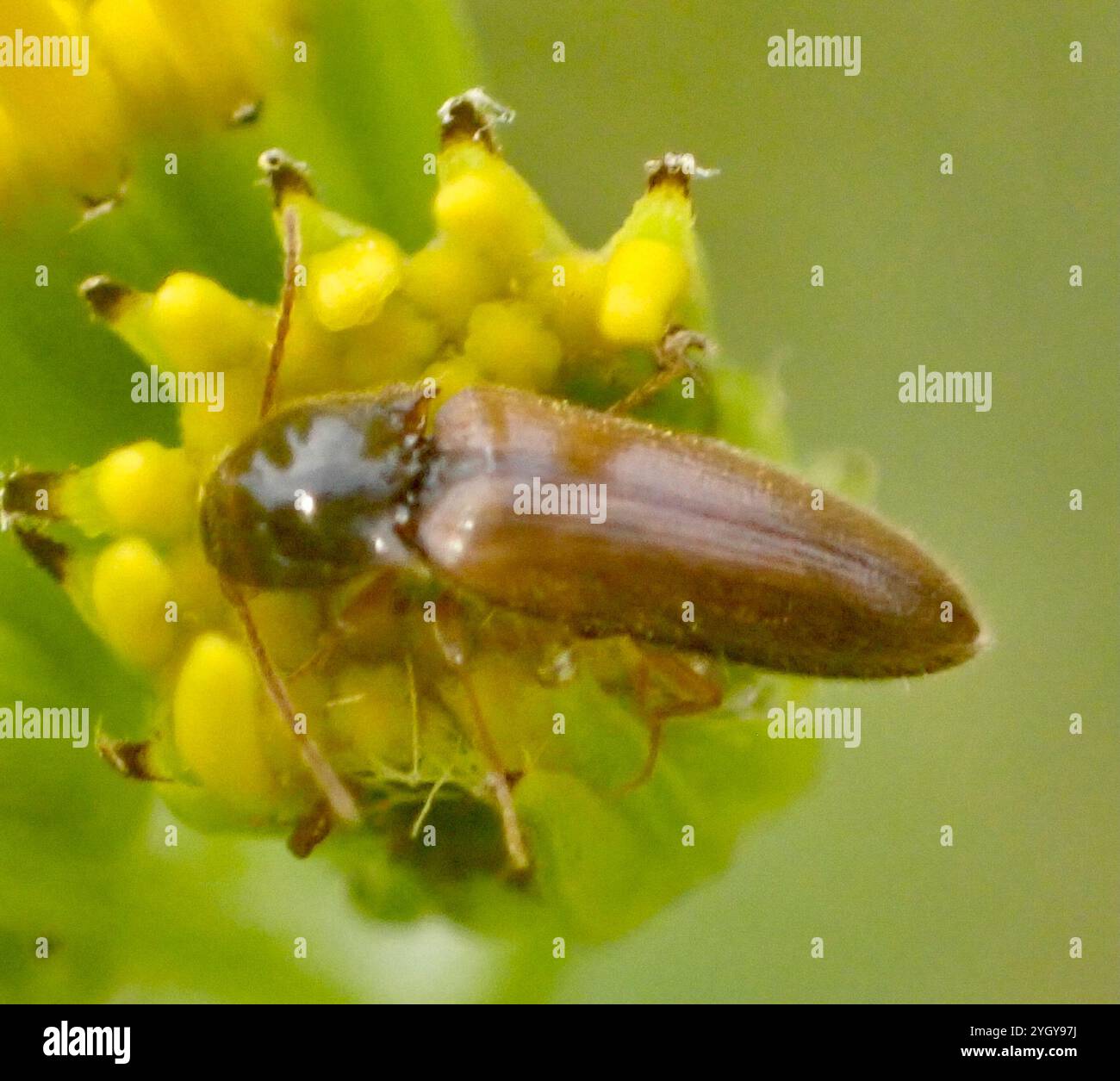 Click Beetles (Elateridae Stock Photo - Alamy