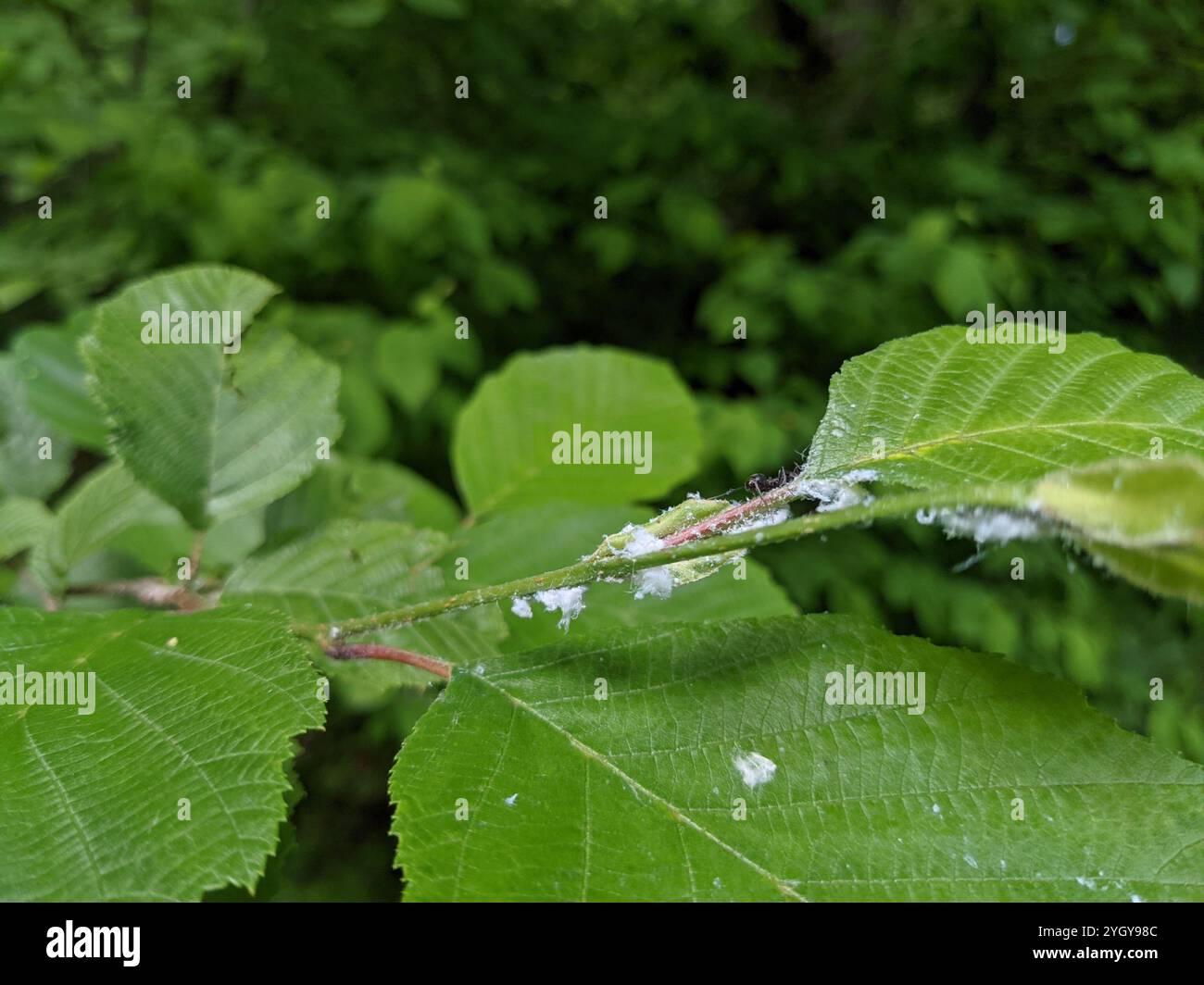 Psylla hi-res stock photography and images - Alamy