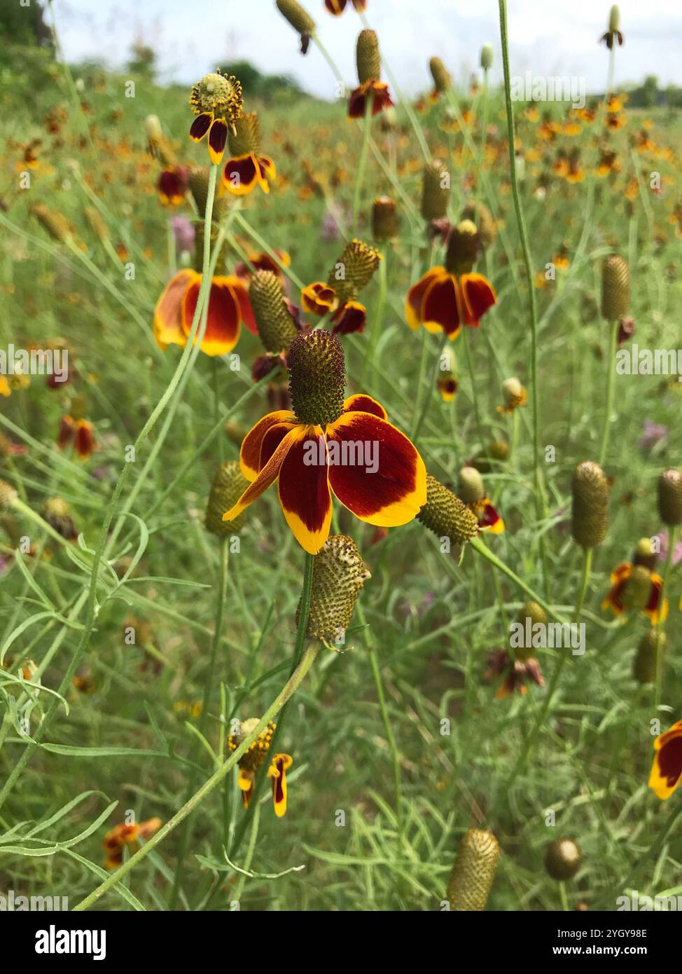 upright prairie coneflower (Ratibida columnifera Stock Photo - Alamy