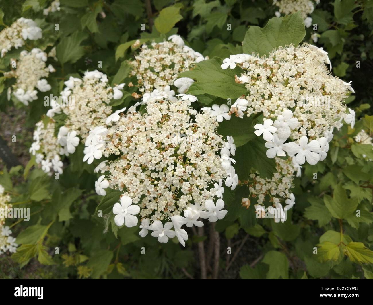 common Guelder-rose (Viburnum opulus opulus Stock Photo - Alamy