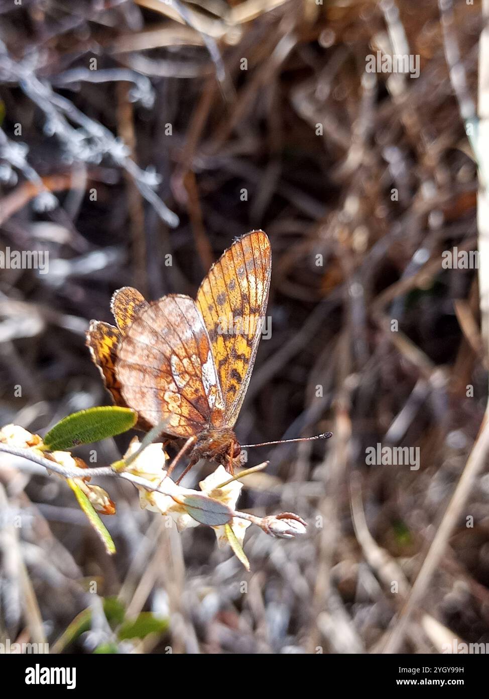 Frigga fritillary hi-res stock photography and images - Alamy