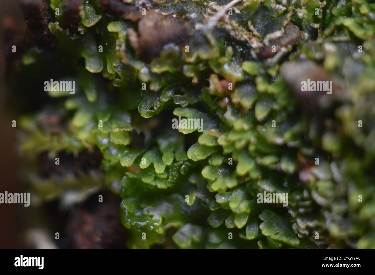 Riccardia latifrons hi-res stock photography and images - Alamy