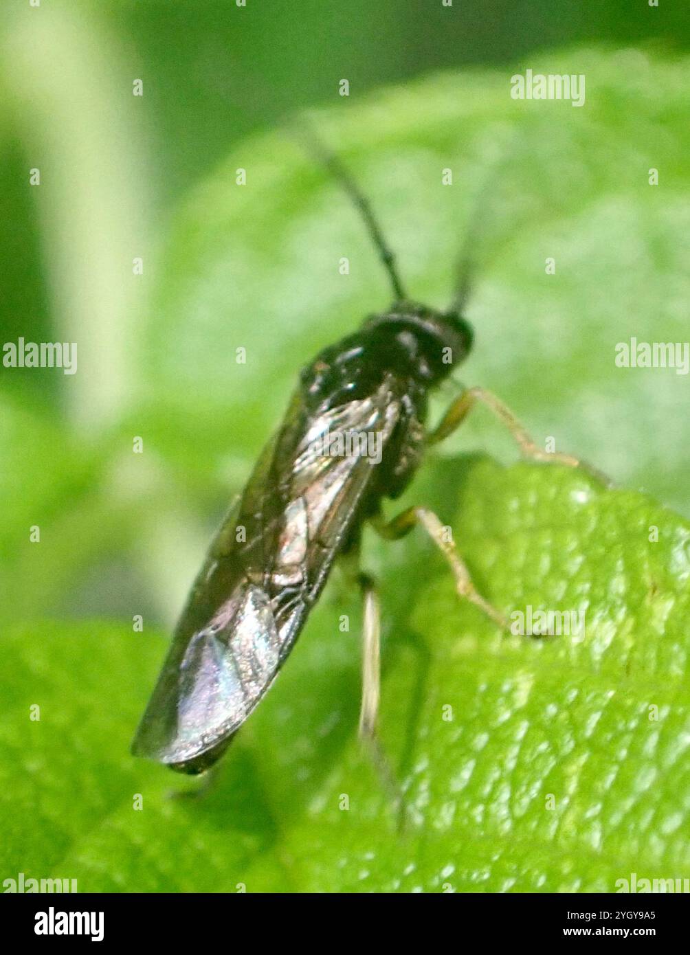 Sawflies, Horntails, and Wood Wasps (Symphyta Stock Photo - Alamy