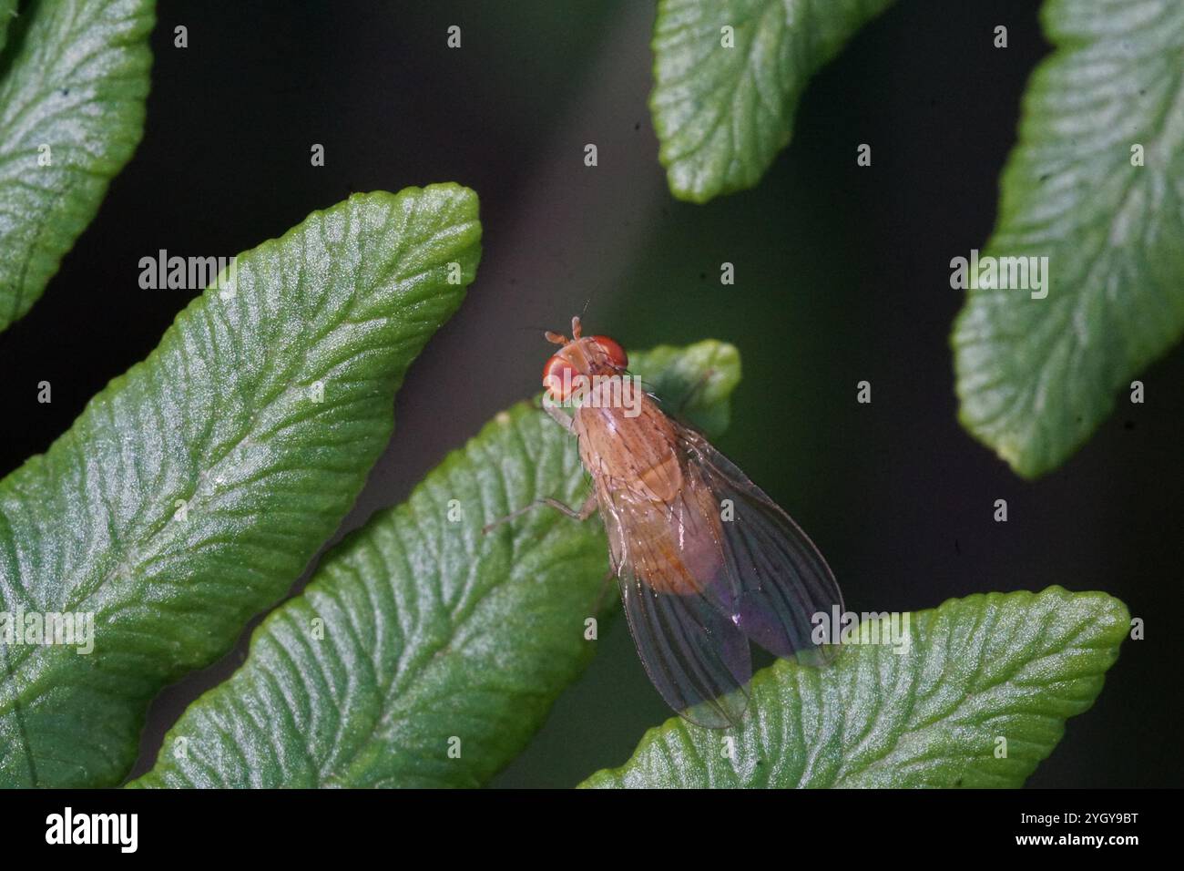 Lauxaniid Flies (Lauxaniidae Stock Photo - Alamy