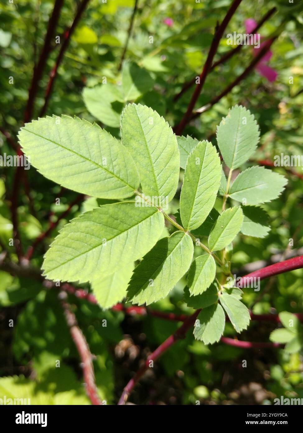 smooth rose (Rosa blanda Stock Photo - Alamy