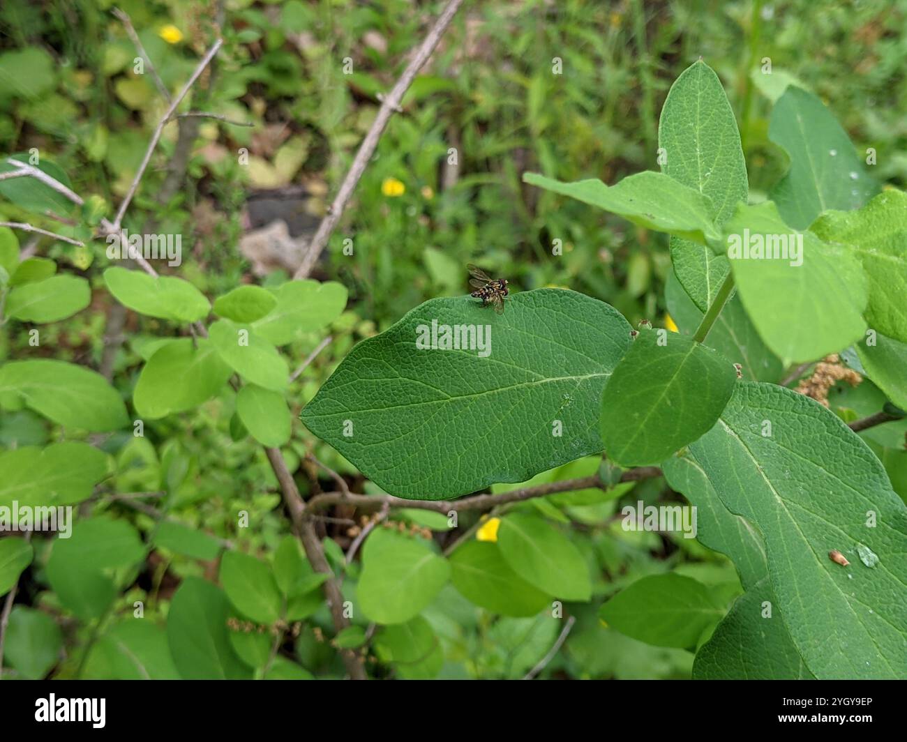 Eastern Calligrapher (Toxomerus geminatus Stock Photo - Alamy