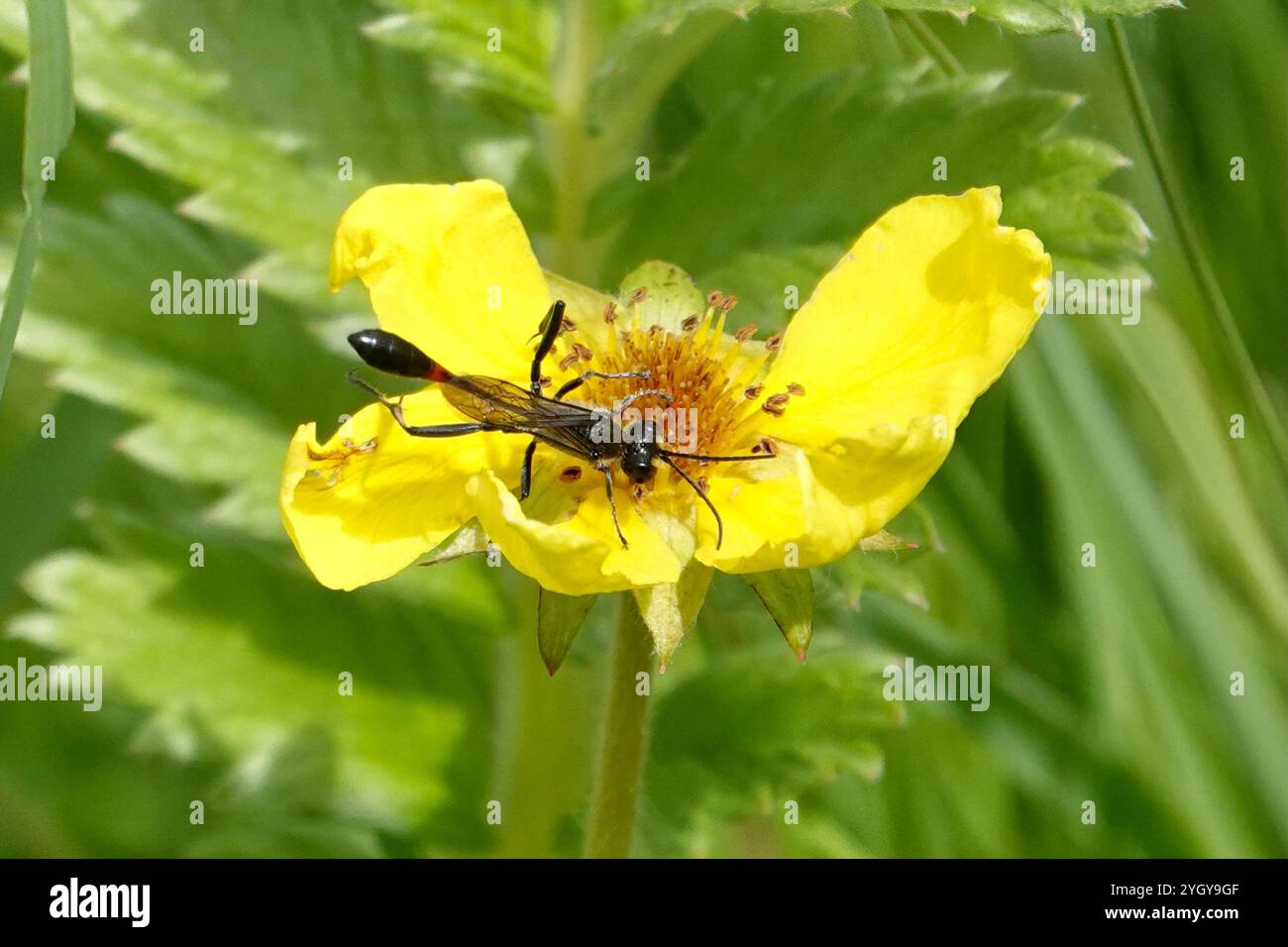 Common thread waisted wasp hi-res stock photography and images - Alamy