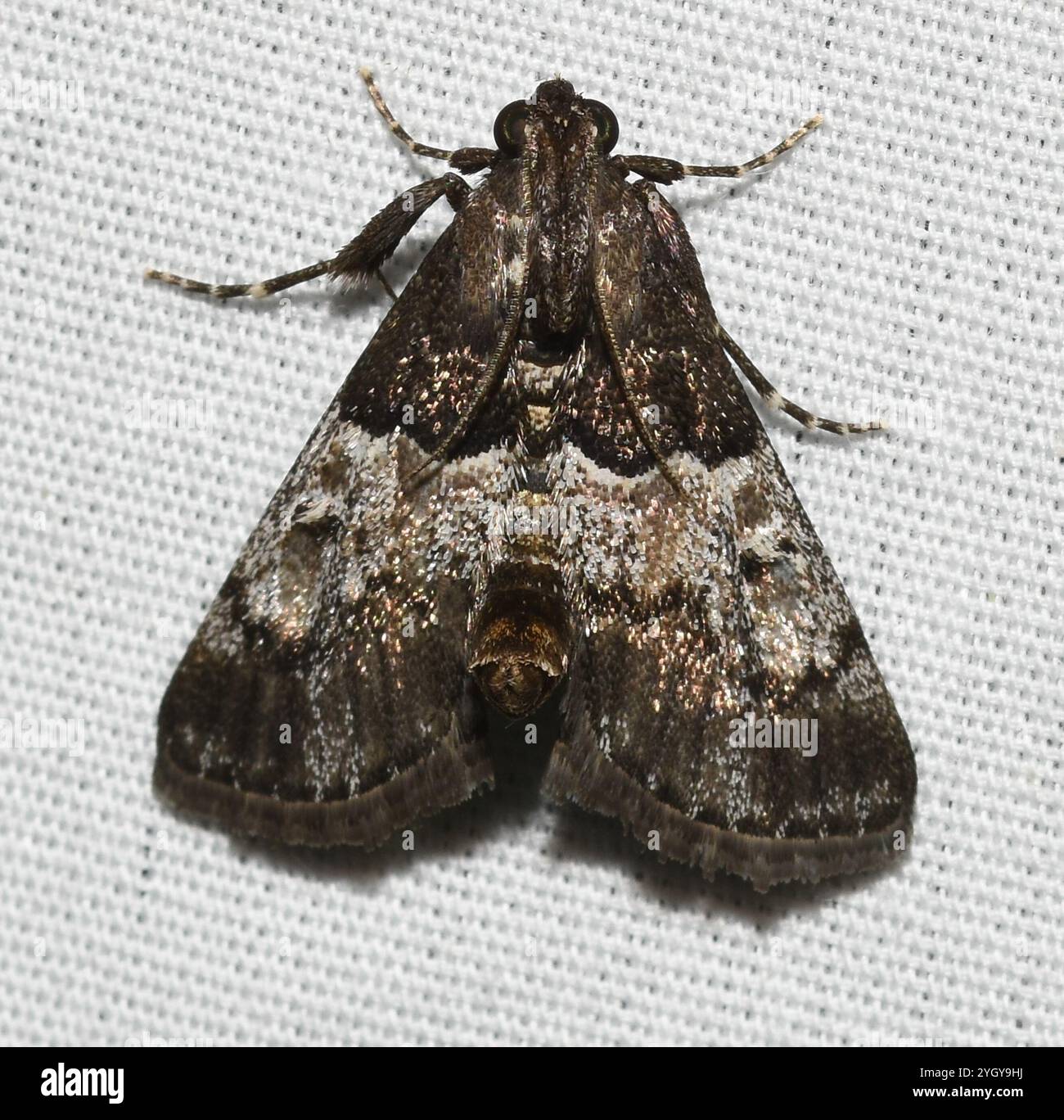 Macalla hi-res stock photography and images - Alamy