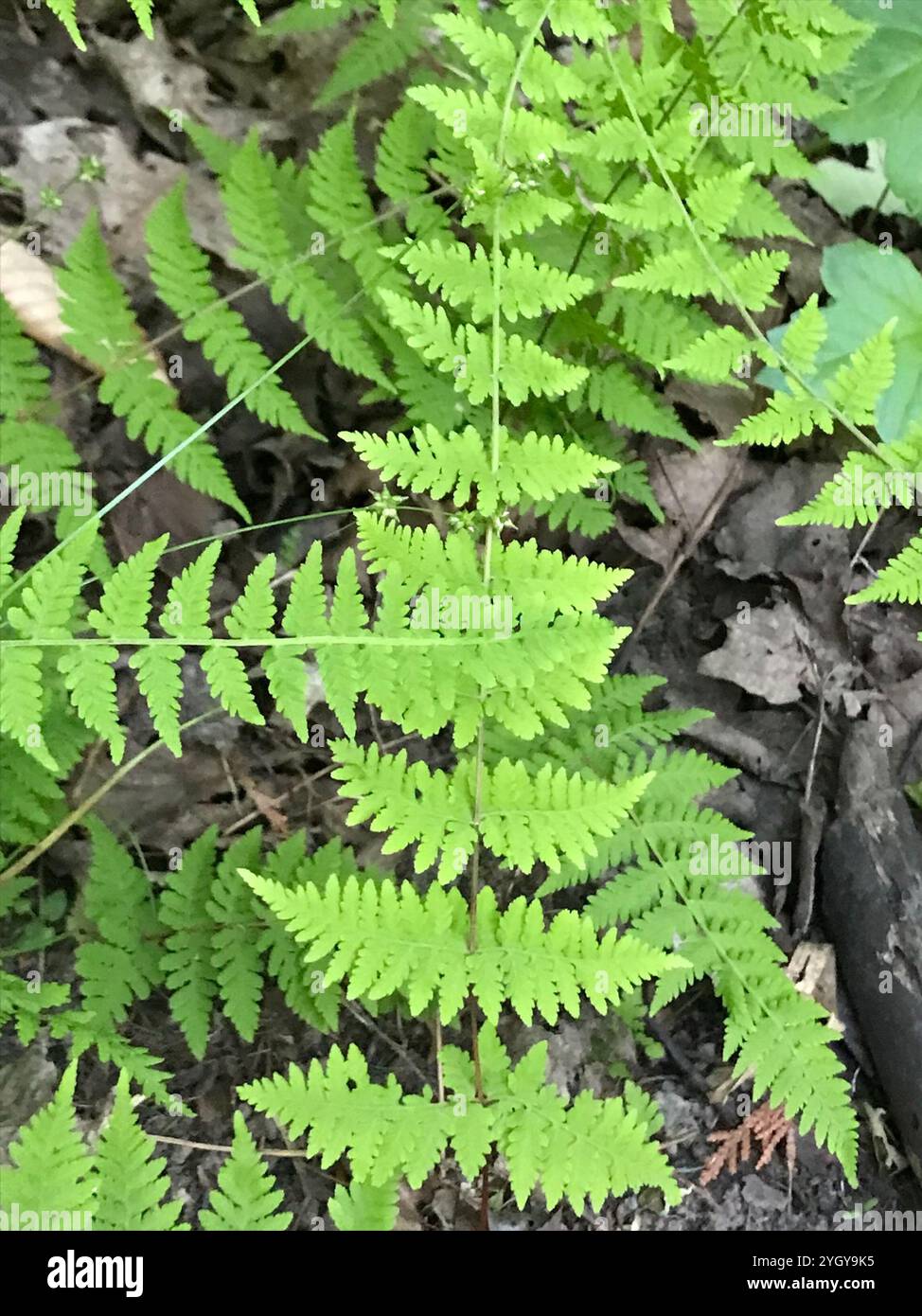 Cystopteris bulbifera hi-res stock photography and images - Alamy