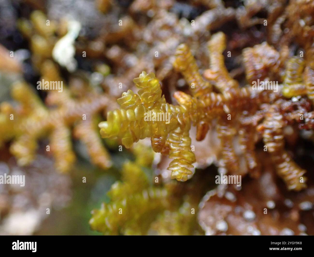 Navicularis hi-res stock photography and images - Alamy