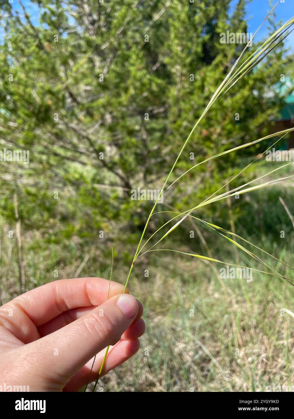 Spartea hi-res stock photography and images - Alamy