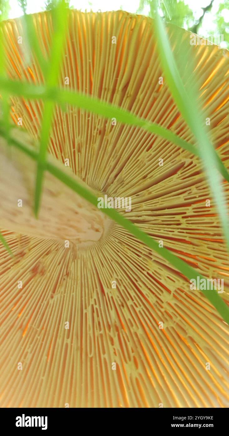 Orange grisette amanita crocea hi-res stock photography and images - Alamy