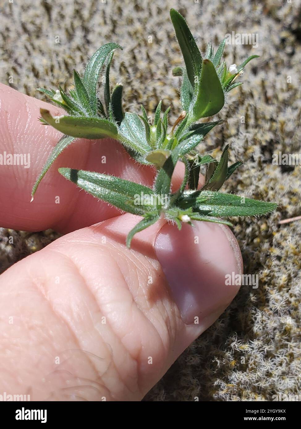 slender phlox (Microsteris gracilis Stock Photo - Alamy