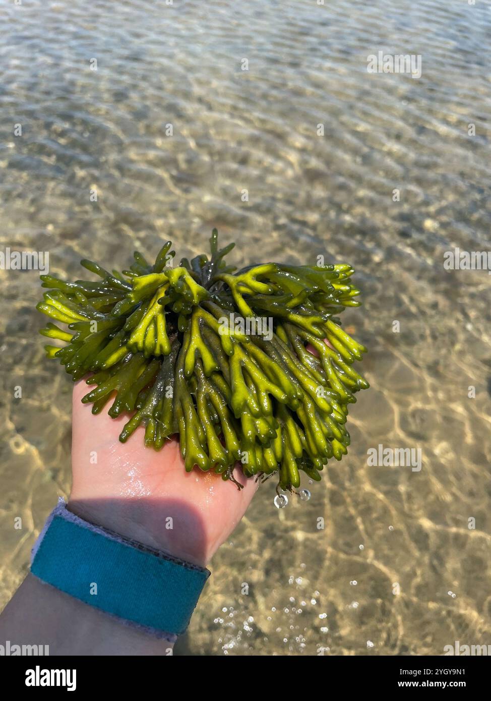 Dead Man's Fingers (Codium fragile Stock Photo - Alamy