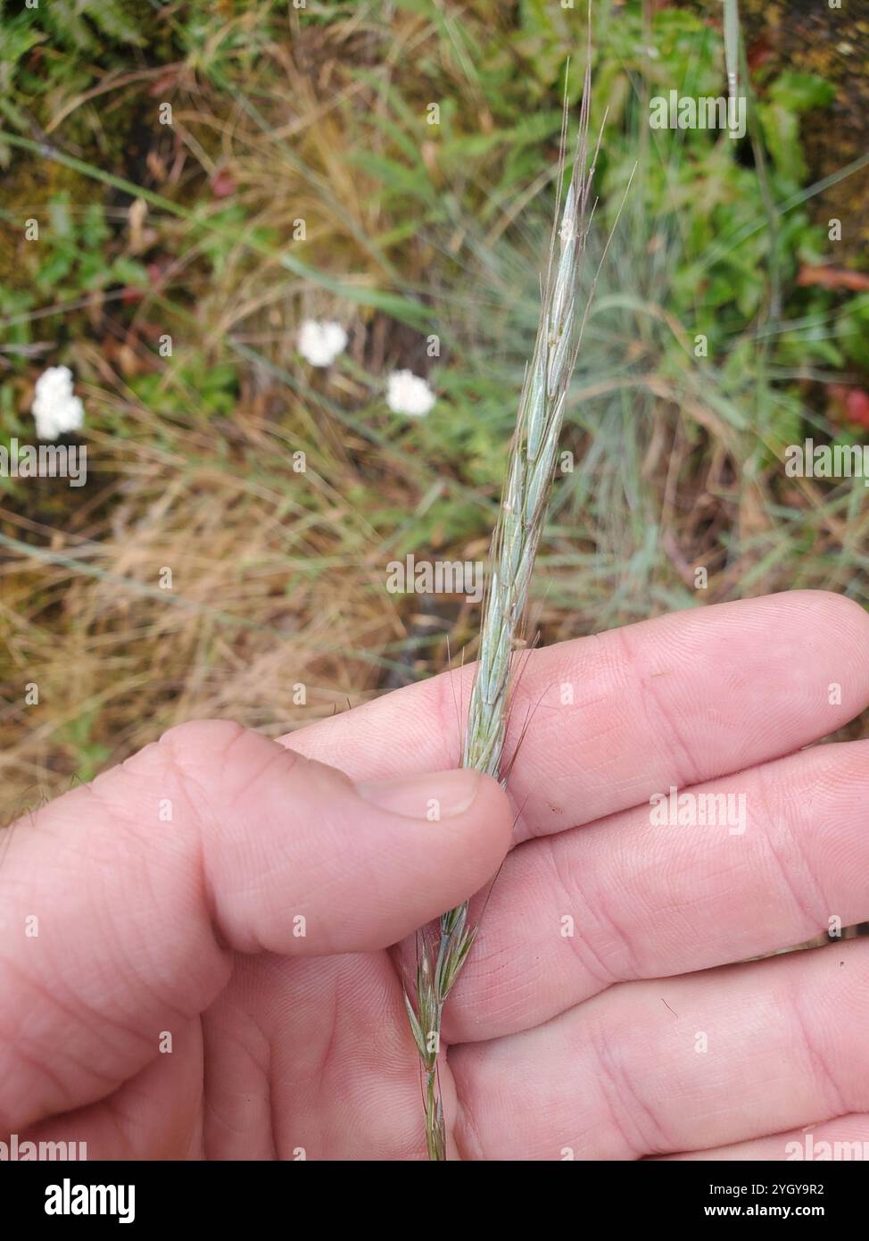 blue wild rye (Elymus glaucus Stock Photo - Alamy