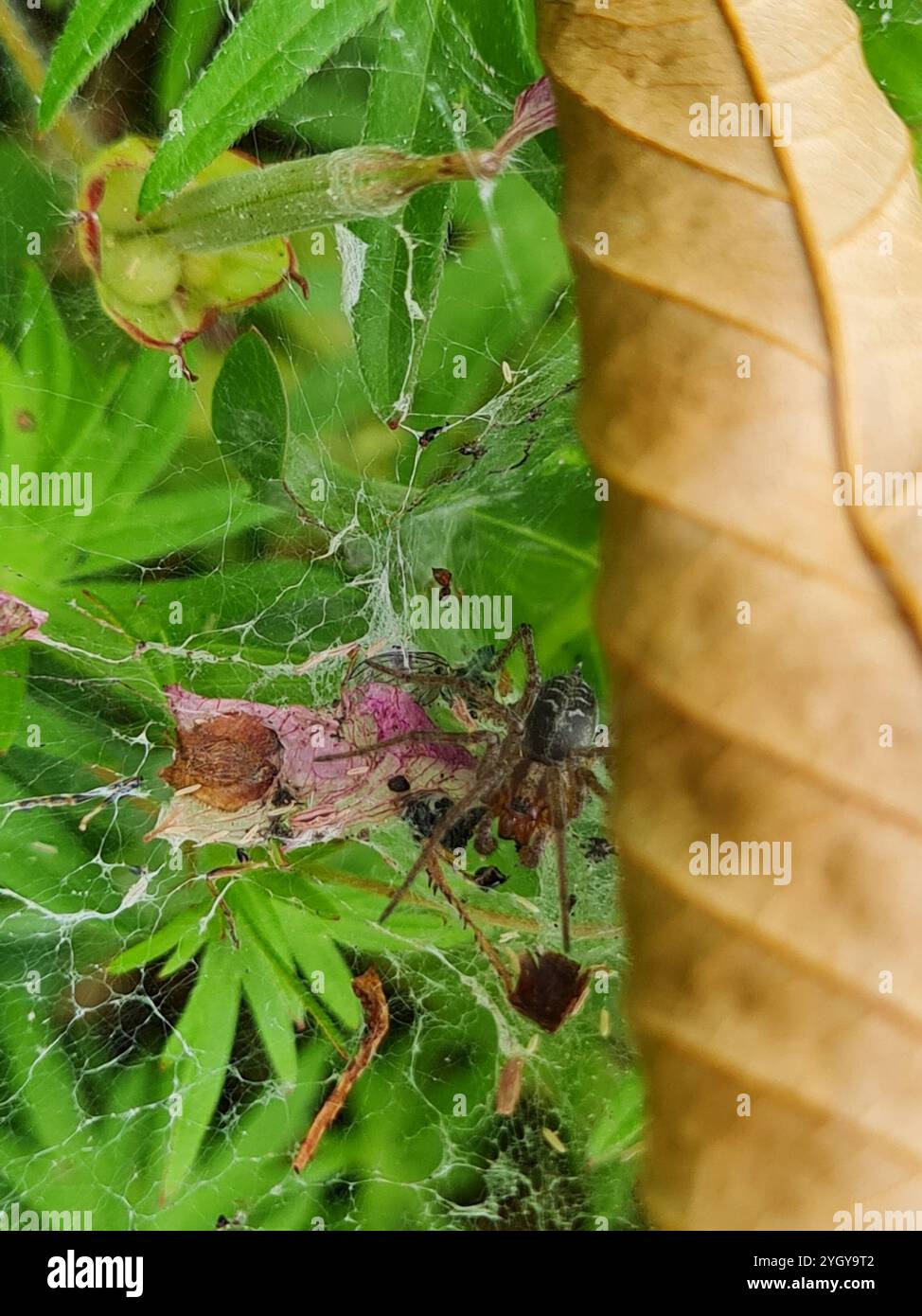 Labyrinth spider (Agelena labyrinthica Stock Photo - Alamy
