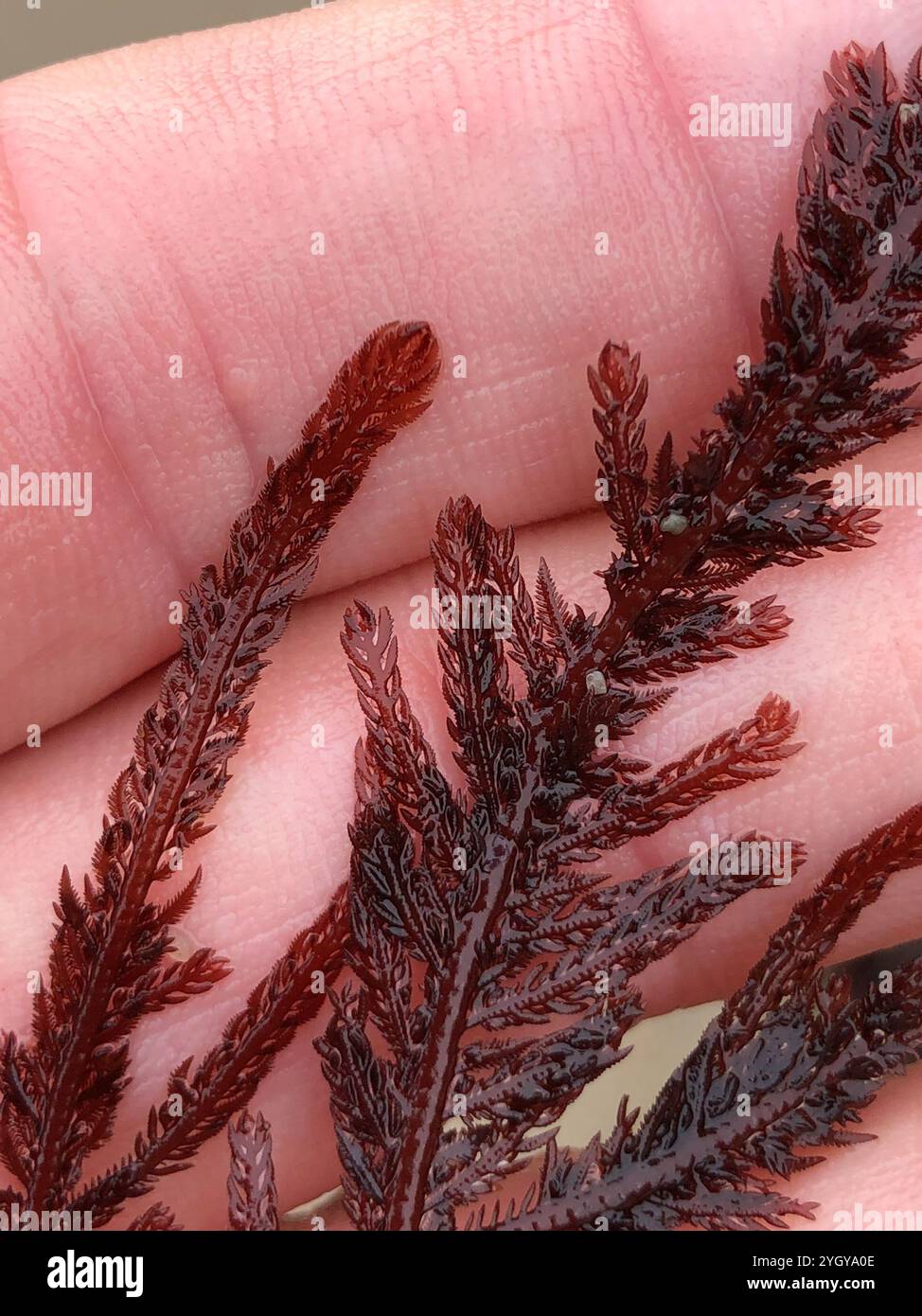 Southern Sea Fern (Ptilota filicina Stock Photo - Alamy