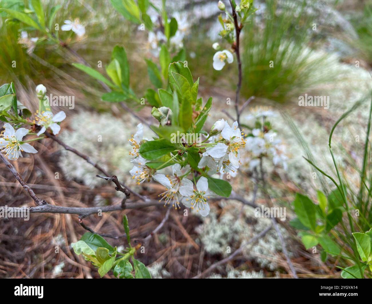 sand cherry (Prunus pumila Stock Photo - Alamy