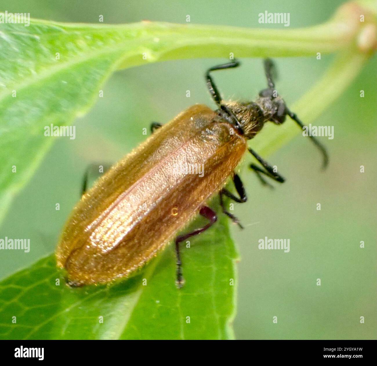 Rough-haired Lagria Beetle (Lagria hirta Stock Photo - Alamy