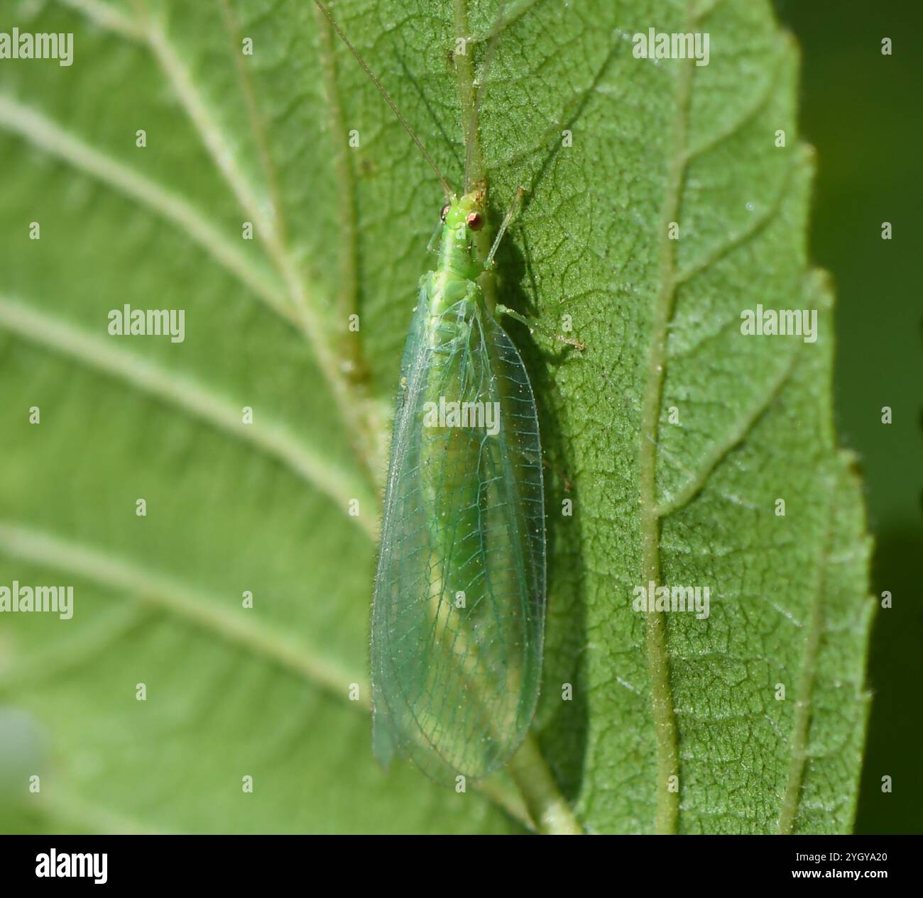 carnea-group Green Lacewings (Chrysoperla carnea Stock Photo - Alamy