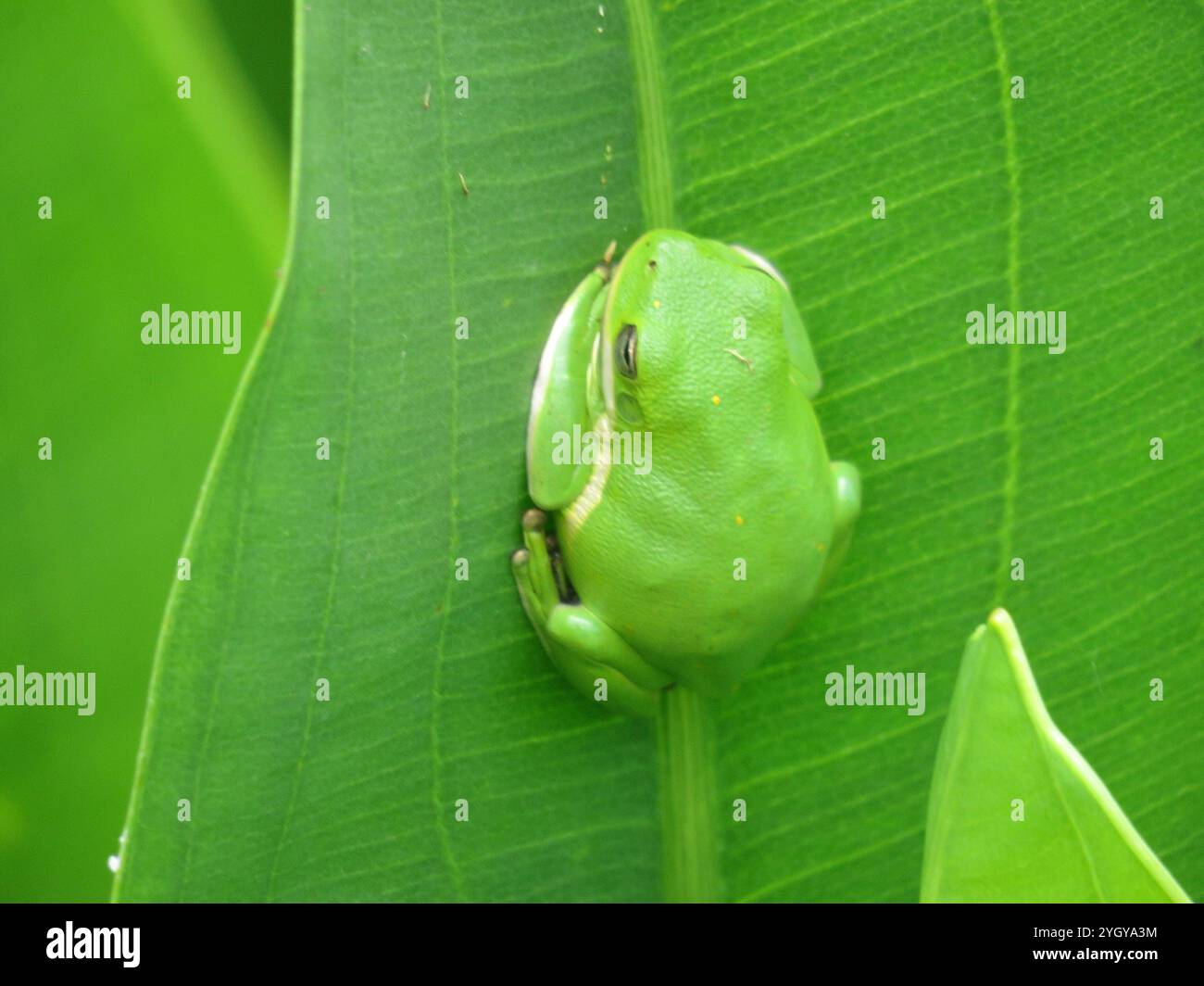 Green Treefrog (Hyla cinerea Stock Photo - Alamy